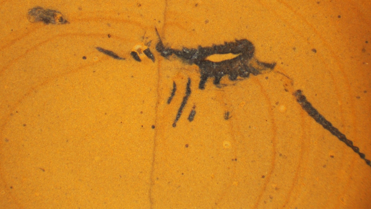 Silurian Period Information and Facts | National Geographic | National ...