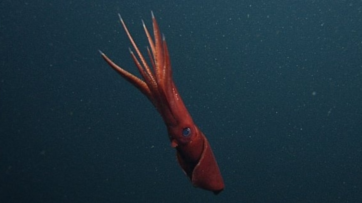 Indiscriminate squid just implanting everyone with sperm | National ...