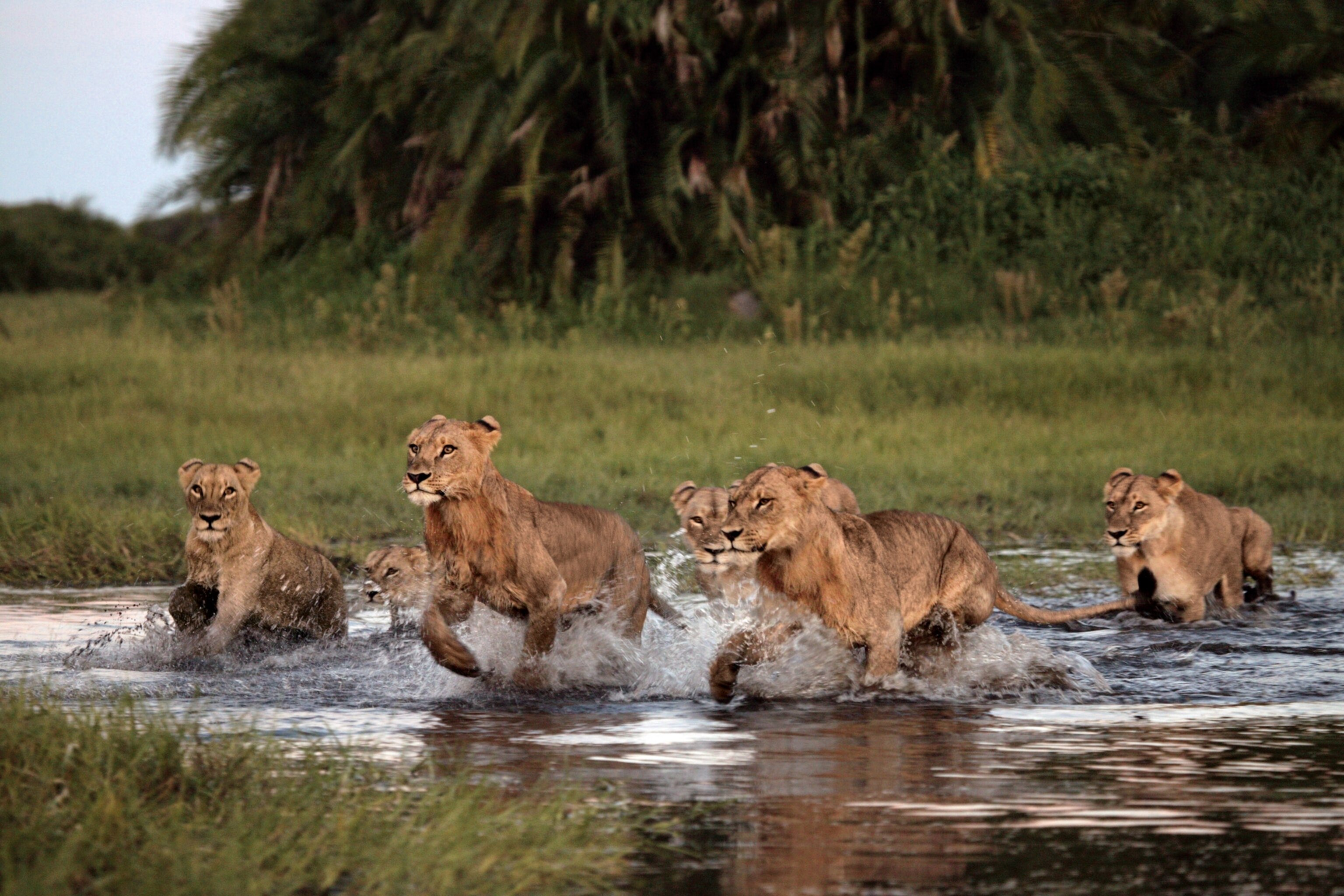 14 Incredible Photos of African Predators in Action