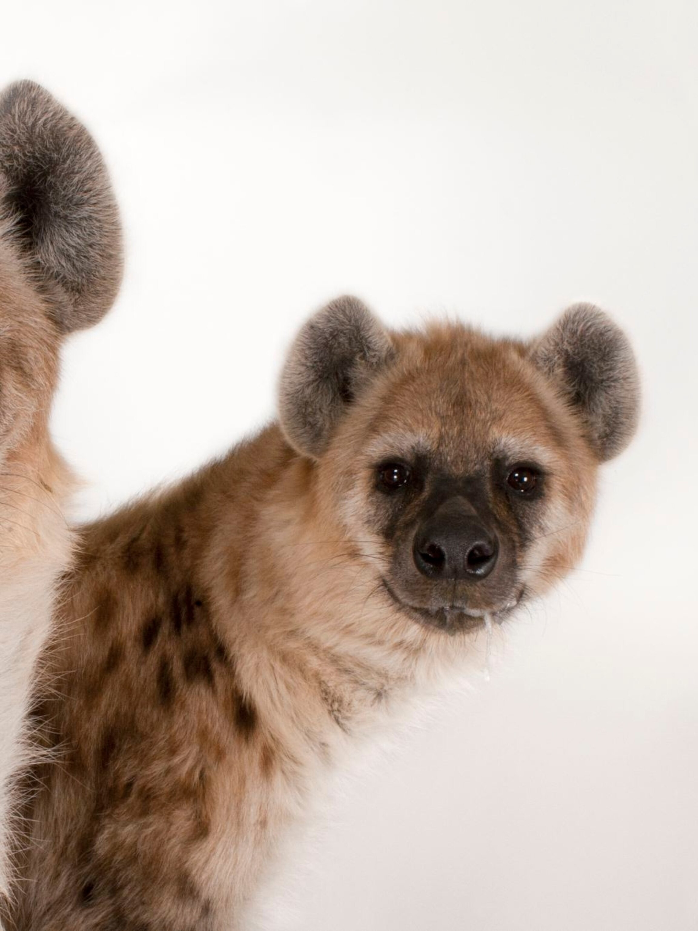 Are Hyenas More Related To Cats Or Dogs