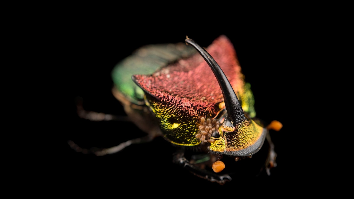 Weird and Fascinating Ways Animals Use Poop | National Geographic