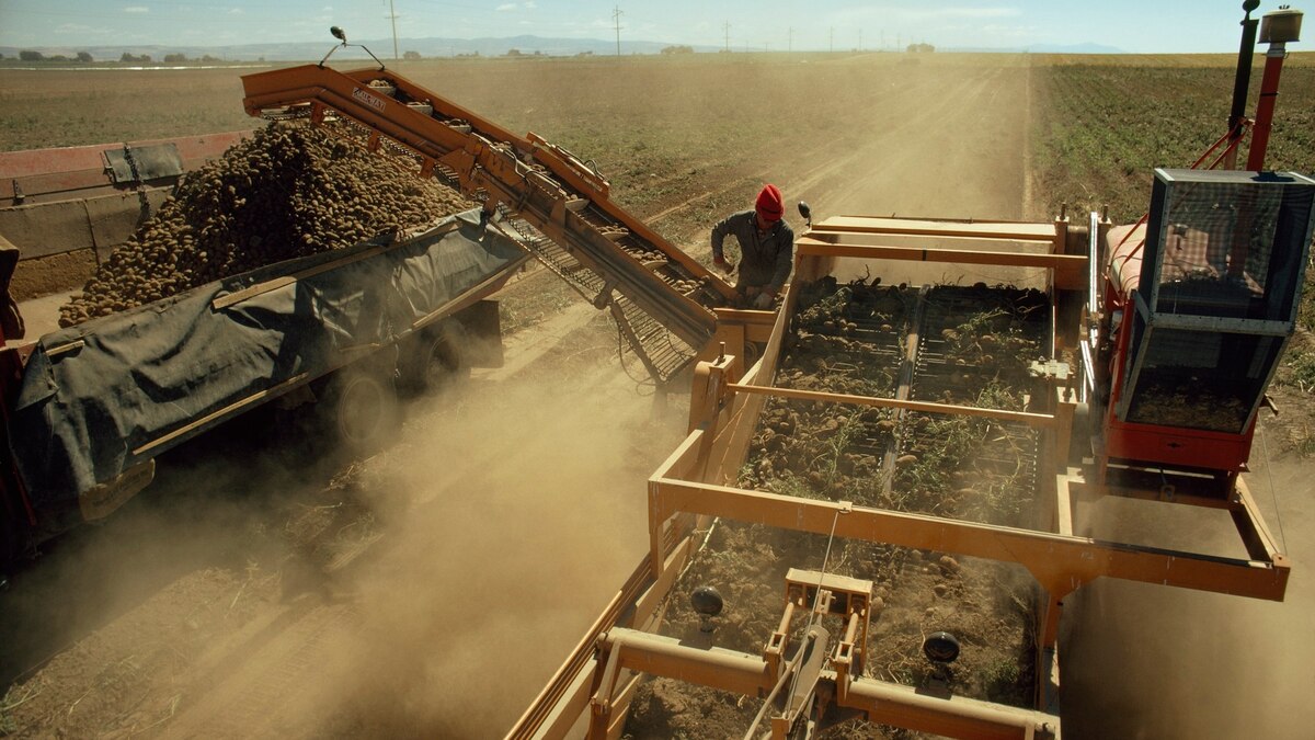 New Commercial Potato Bruises Less, Could Reduce Food Waste | National ...