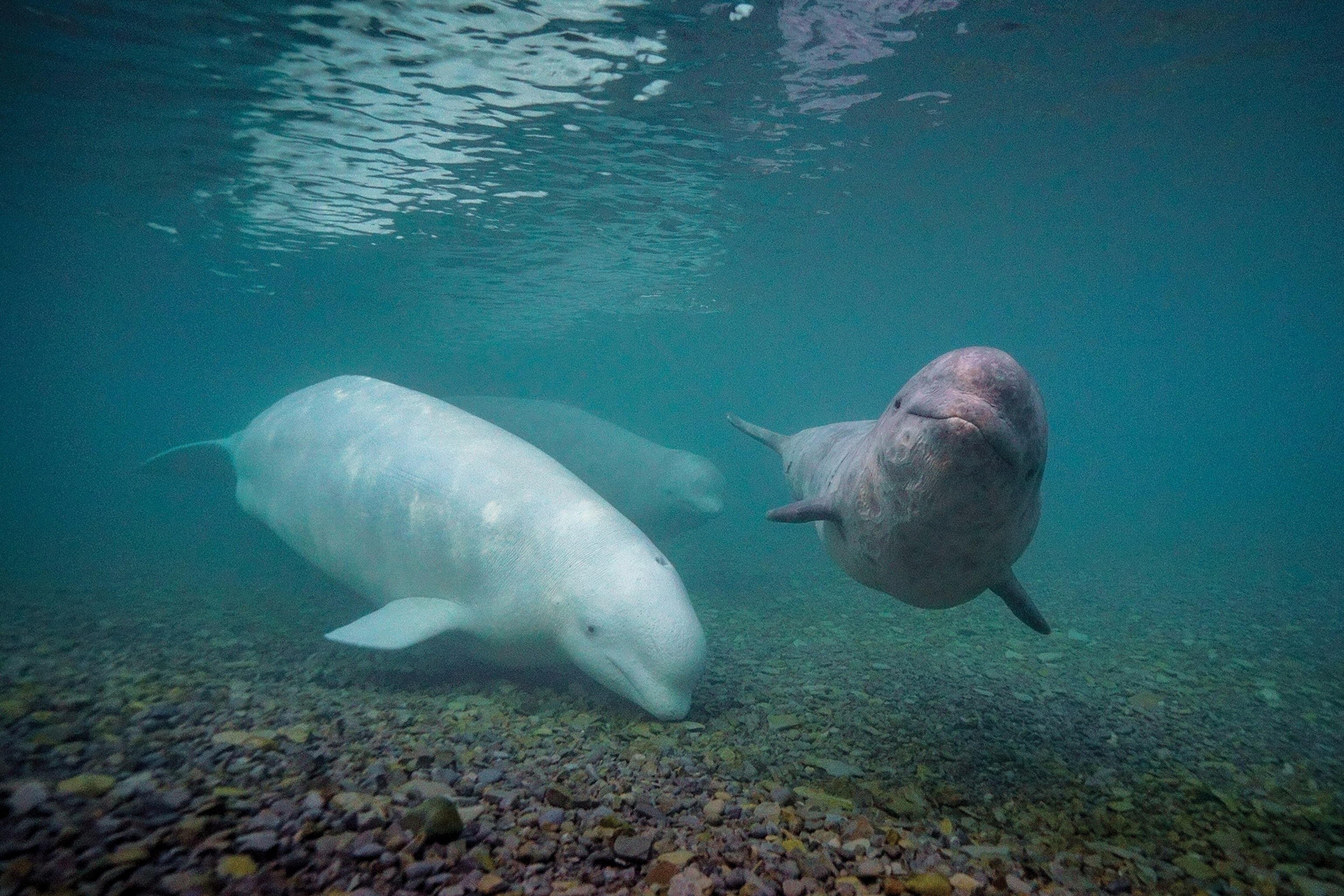 The hidden world of whale culture
