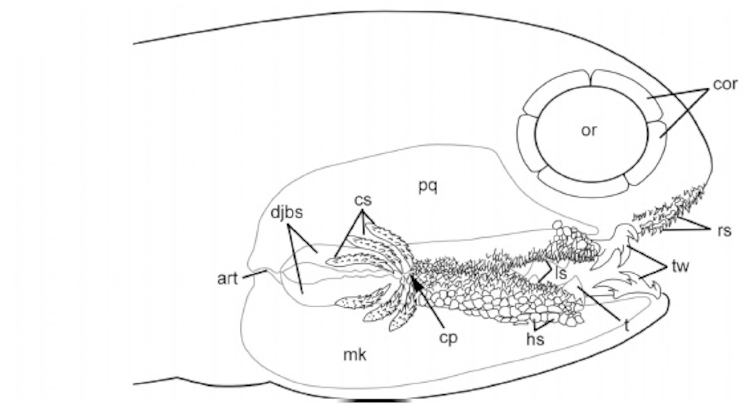 Teeth, From the Outside In | National Geographic