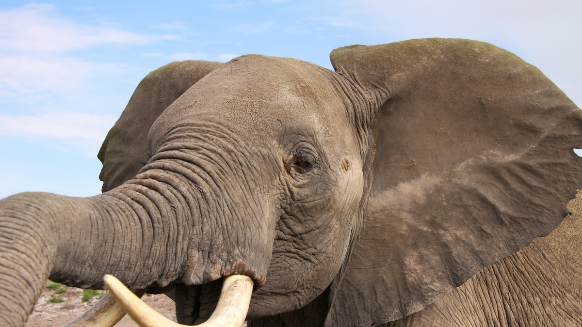 Elephants Know How Dangerous We Are From How We Speak | National Geographic