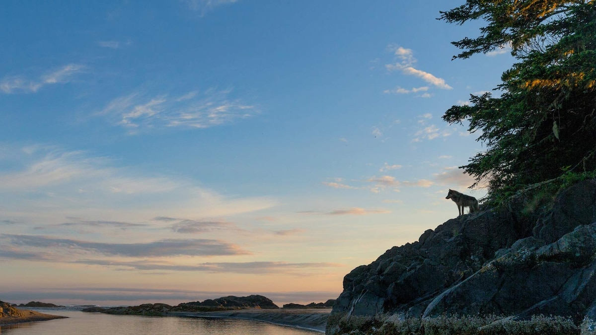 How to Catch a Glimpse of Canada’s Coastal Wolves? Wait, and Then Wait ...