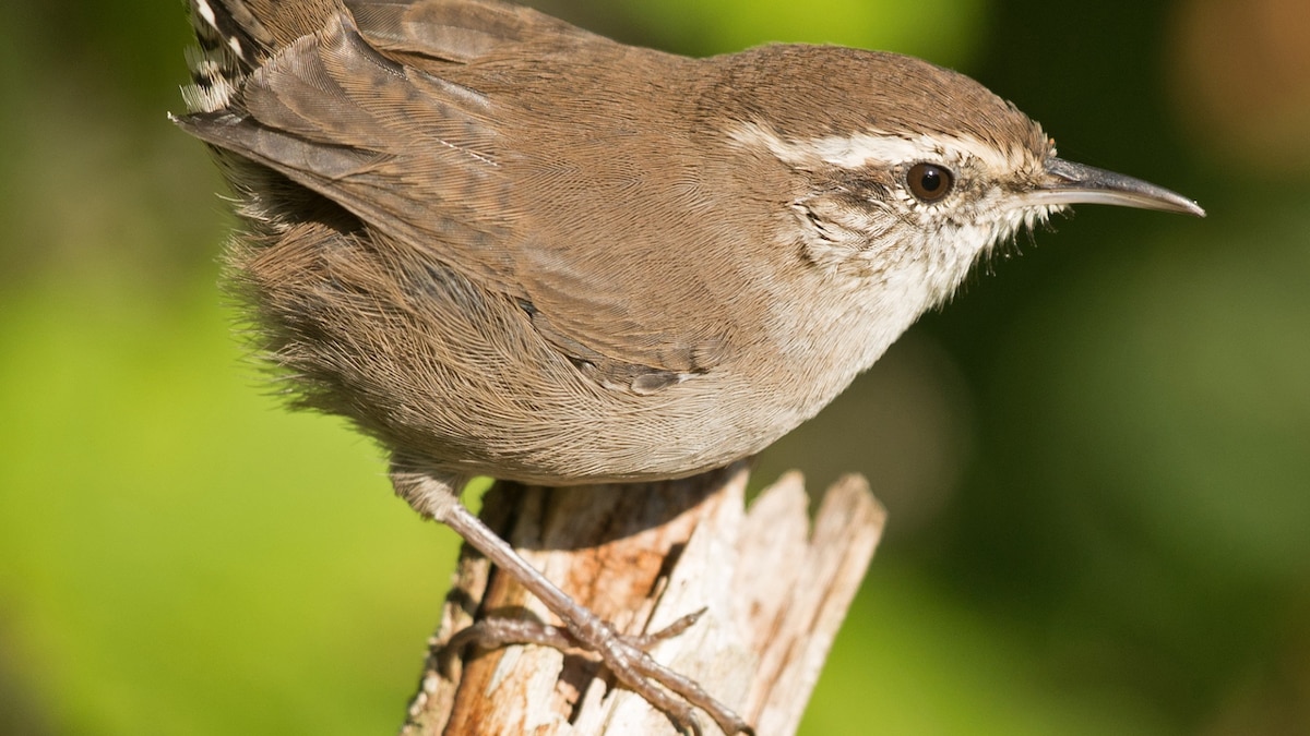 Bewick’s Wren | National Geographic