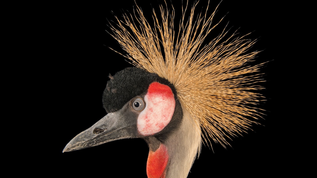 Many threatened species are overlooked | National Geographic