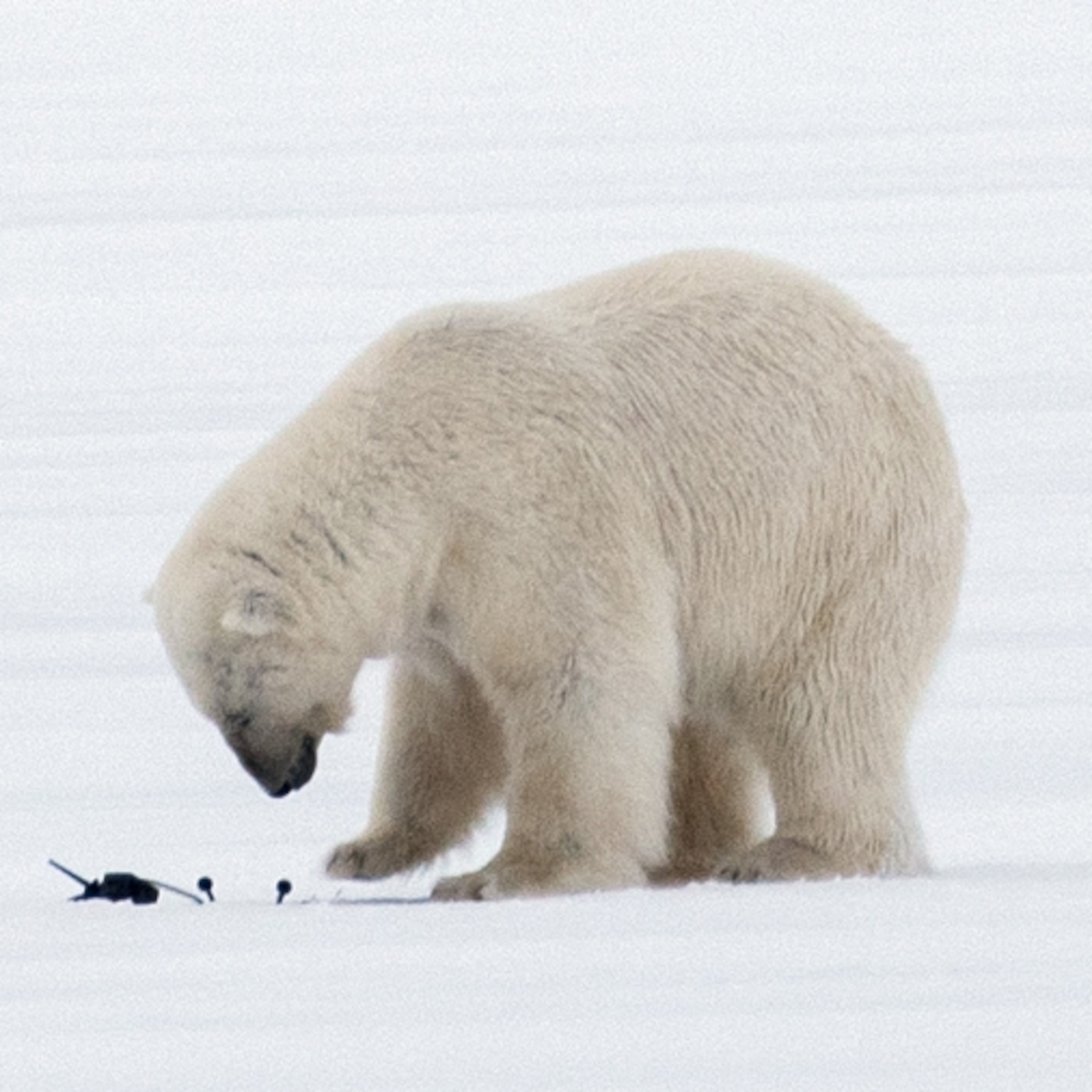 Polar Bear Standing Up Next To Man