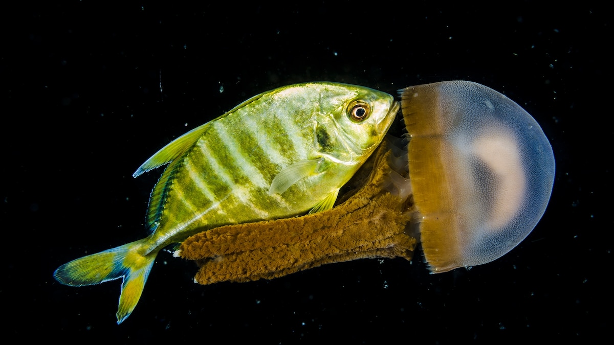 How do you photograph sea creatures from the deep? | National Geographic