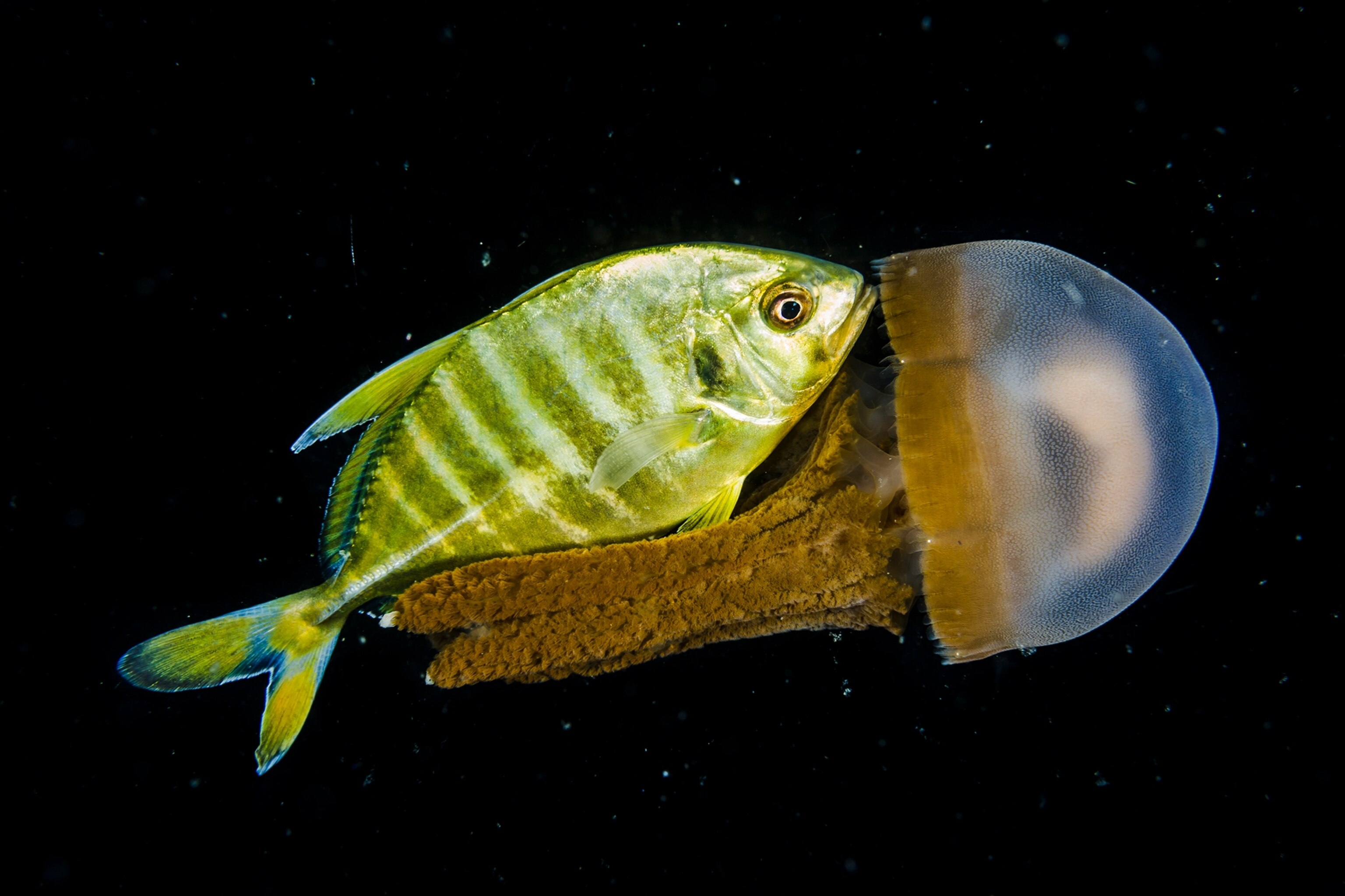 How do you photograph sea creatures from the deep?