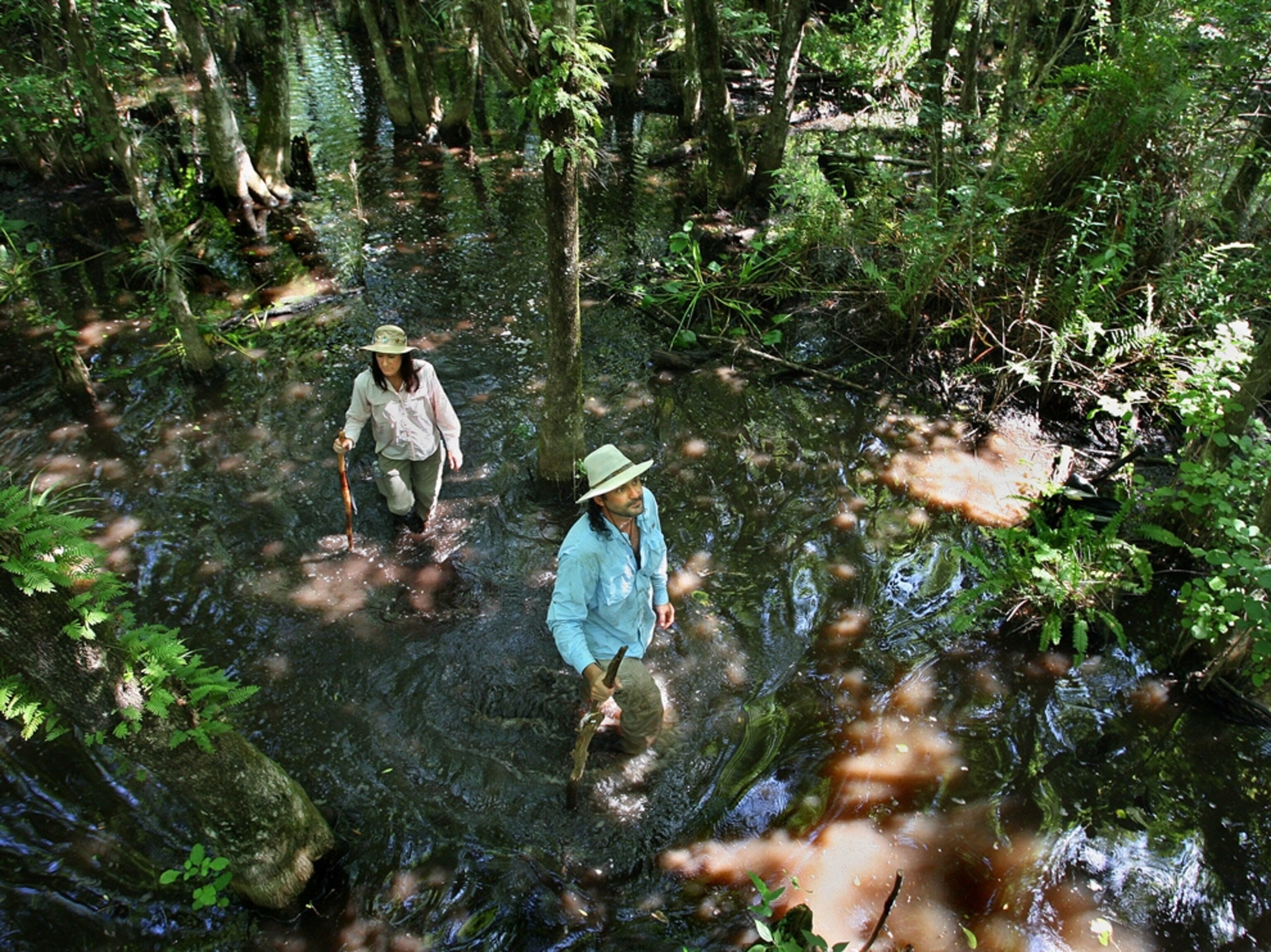 Florida by Land: Hunt for Wildflowers on a Flora Trek -- National ...