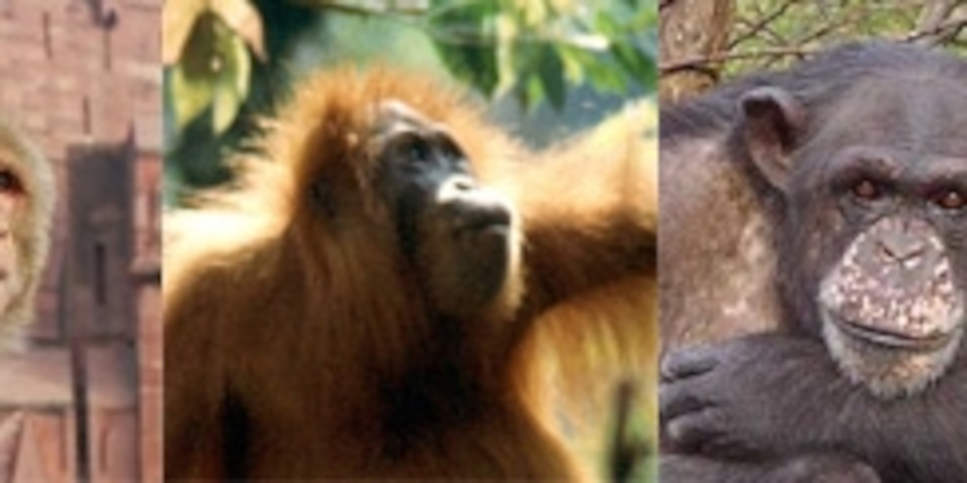 A burst of DNA duplication in the ancestor of humans, chimps and gorillas