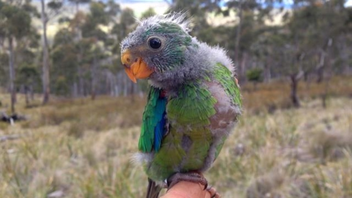 Predator-Proof Nests May Help Save Endangered Parrots | National Geographic