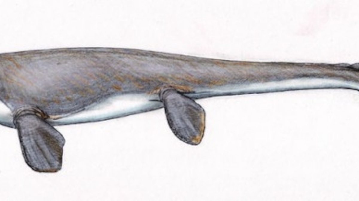 How Mosasaurs Slid Into the Sea | National Geographic