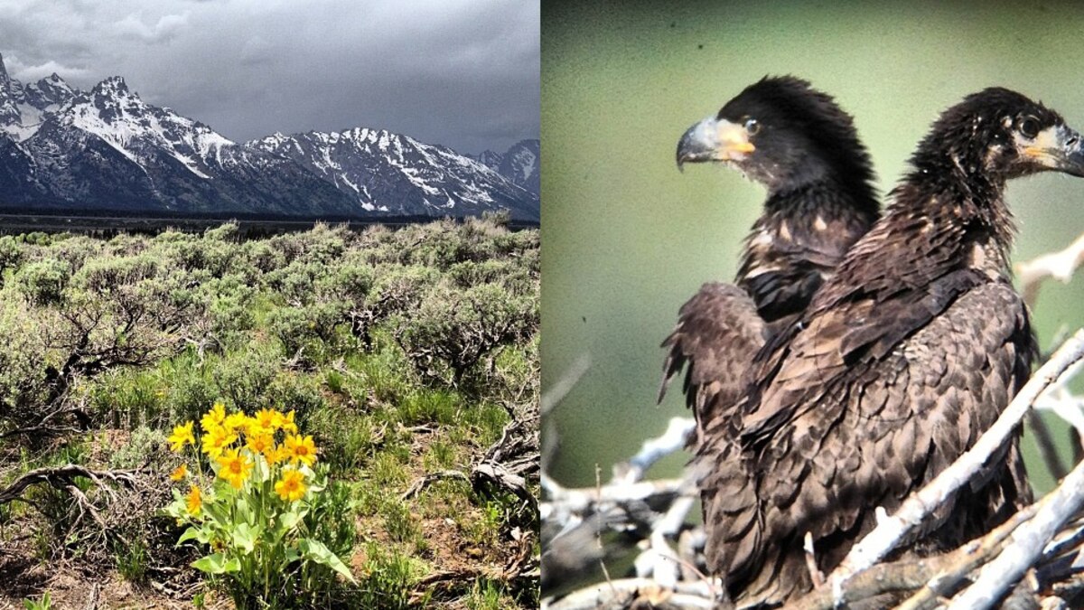 Instants: Birds of Prey | National Geographic