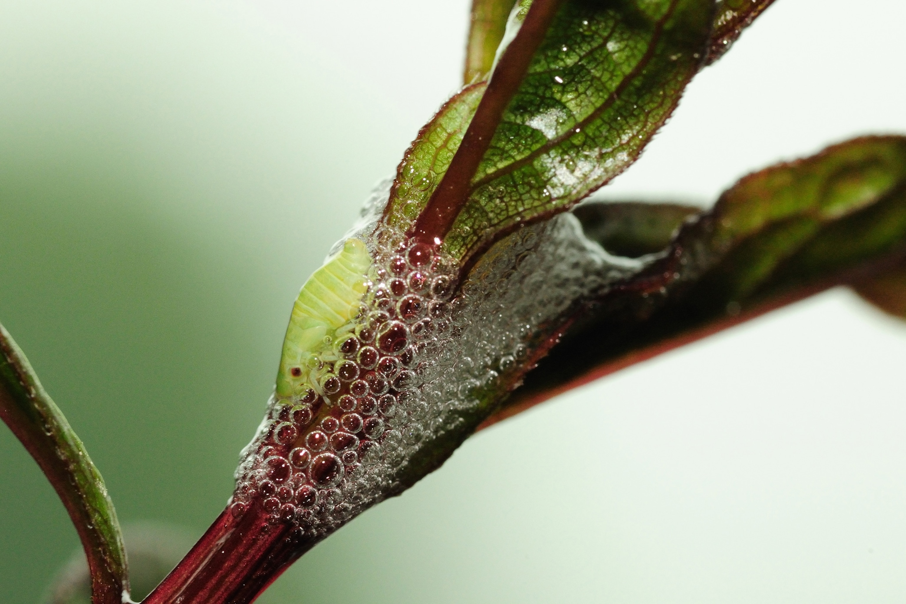 How these spiders use bubbles to live underwater