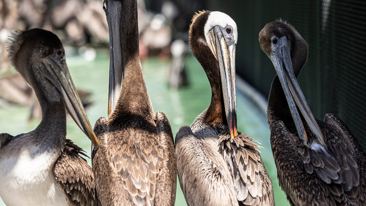 California brown pelicans are starving to death—despite plenty to eat ...