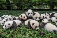 A Behind The Scenes Look At Photographing Pandas