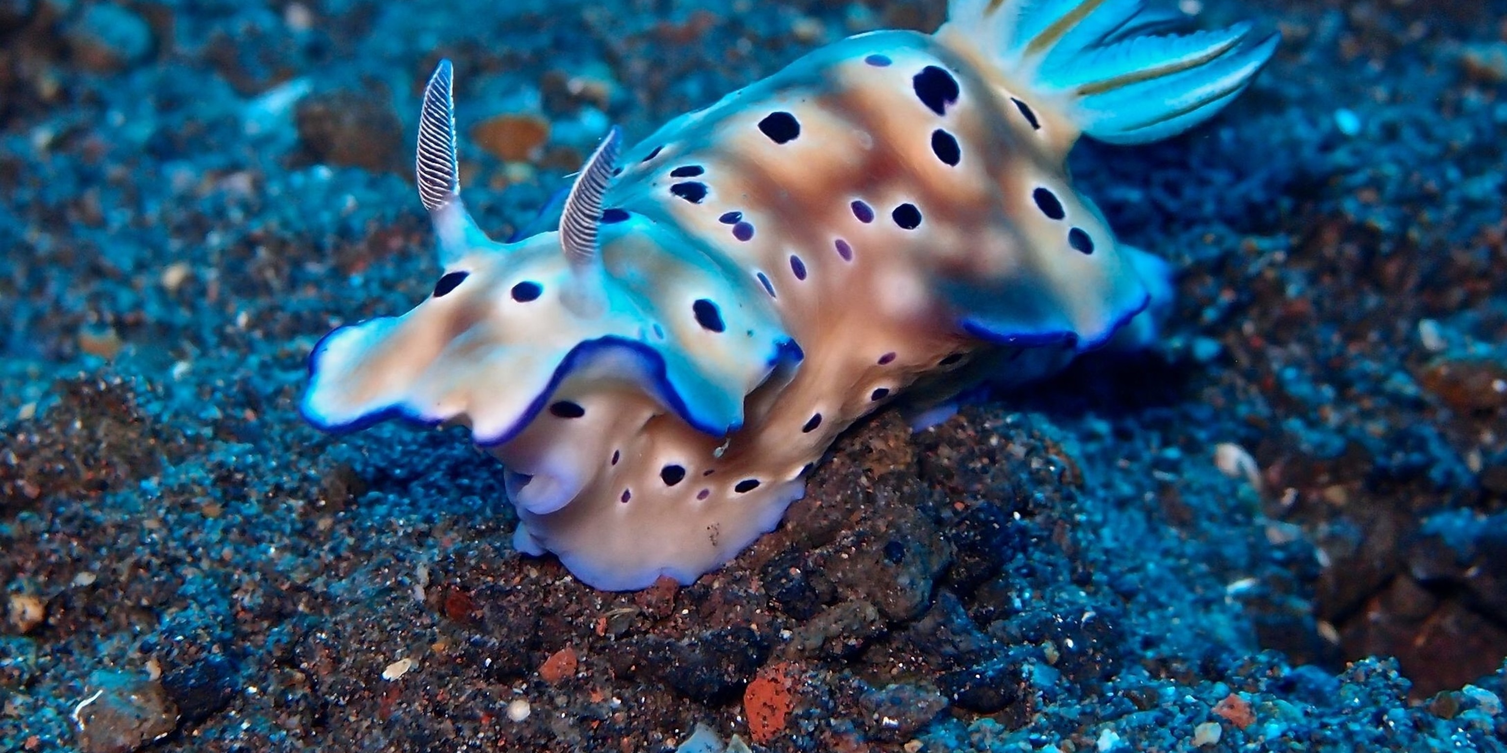 Painting Art & Collectibles Nudibranch Acrylic etna.com.pe