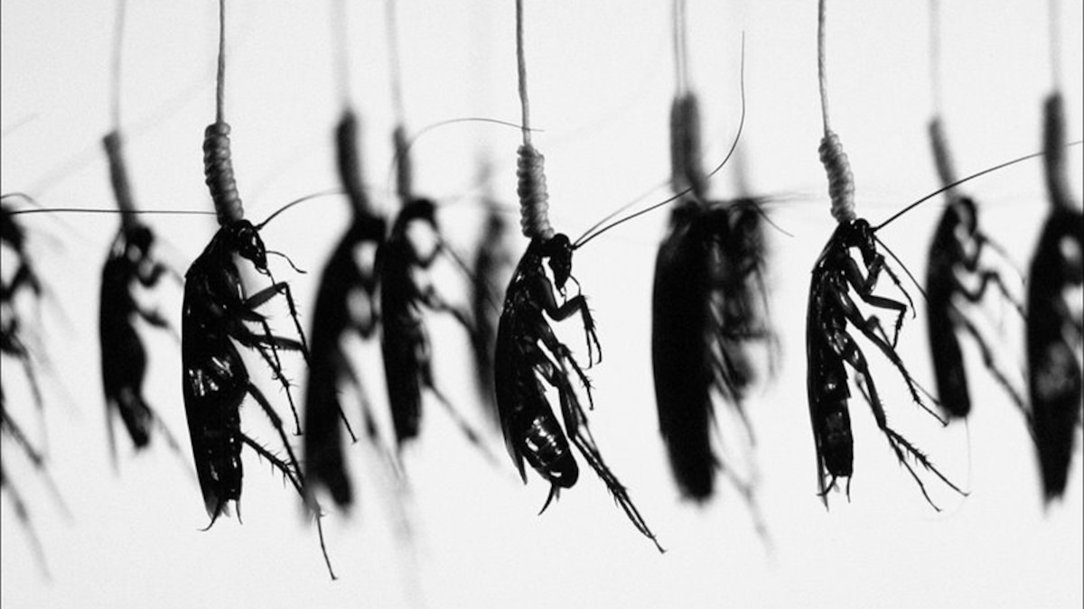 The Art of the Insect | National Geographic