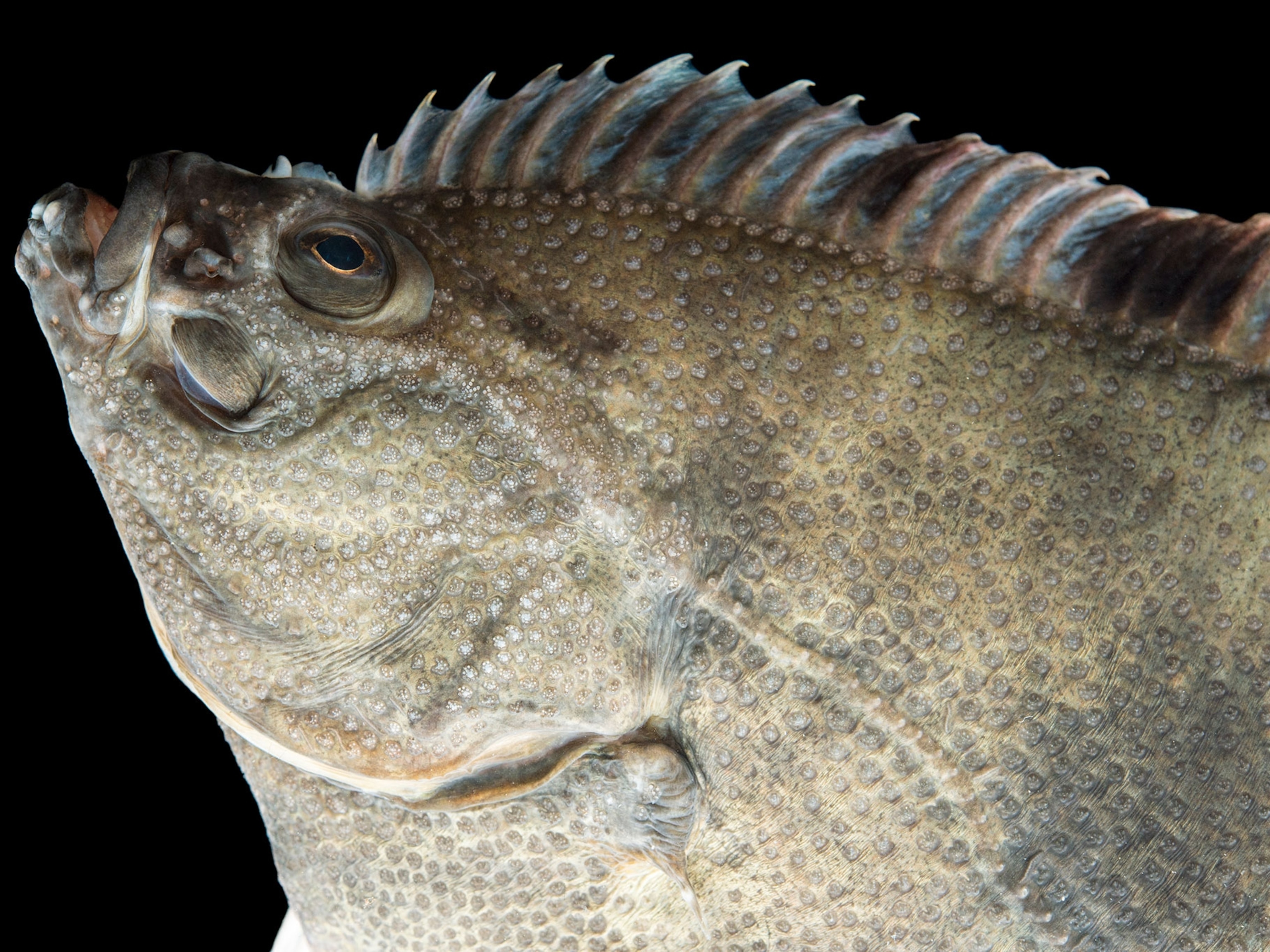 Clear Head Fish National Geographic