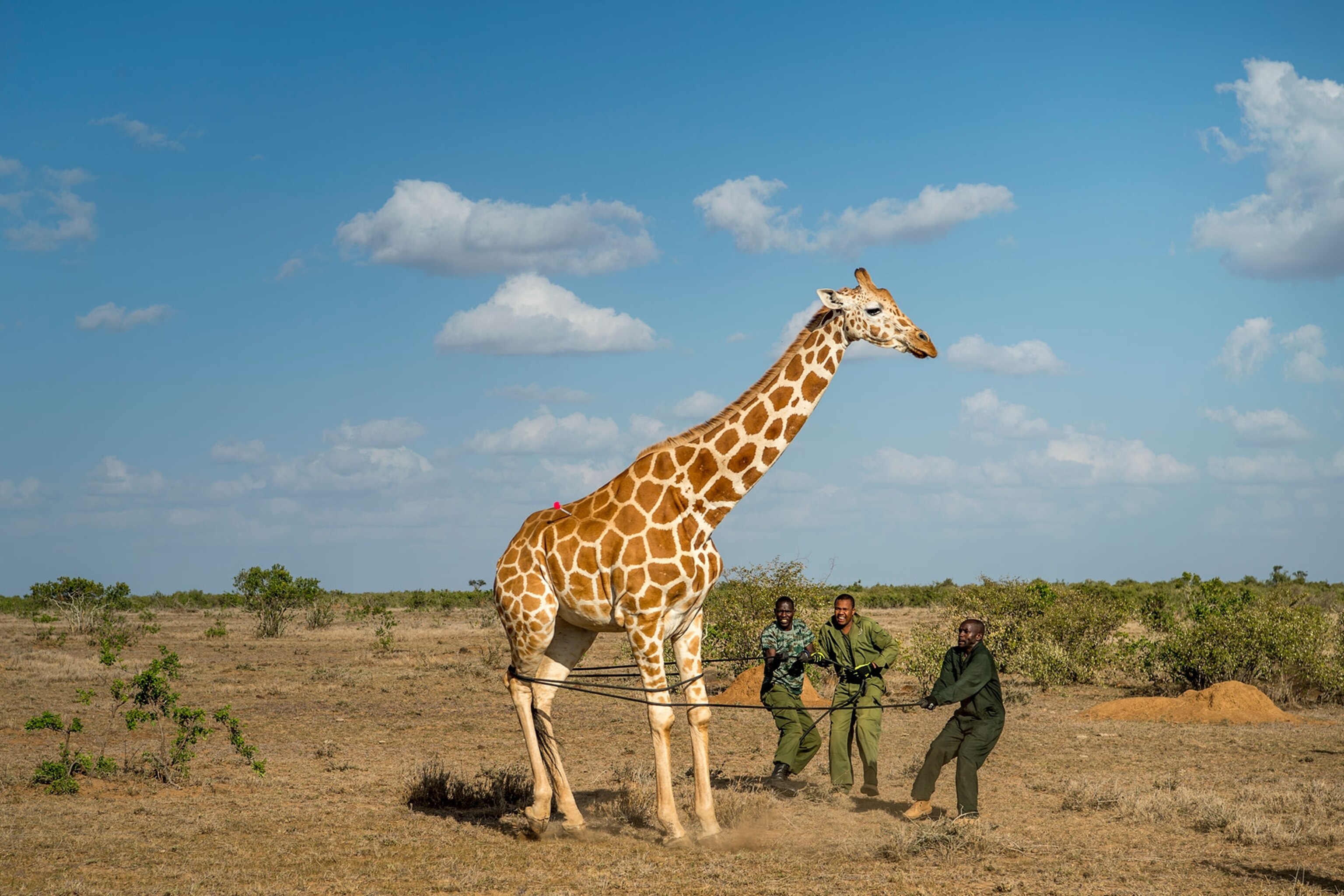 How to save the giraffe from extinction