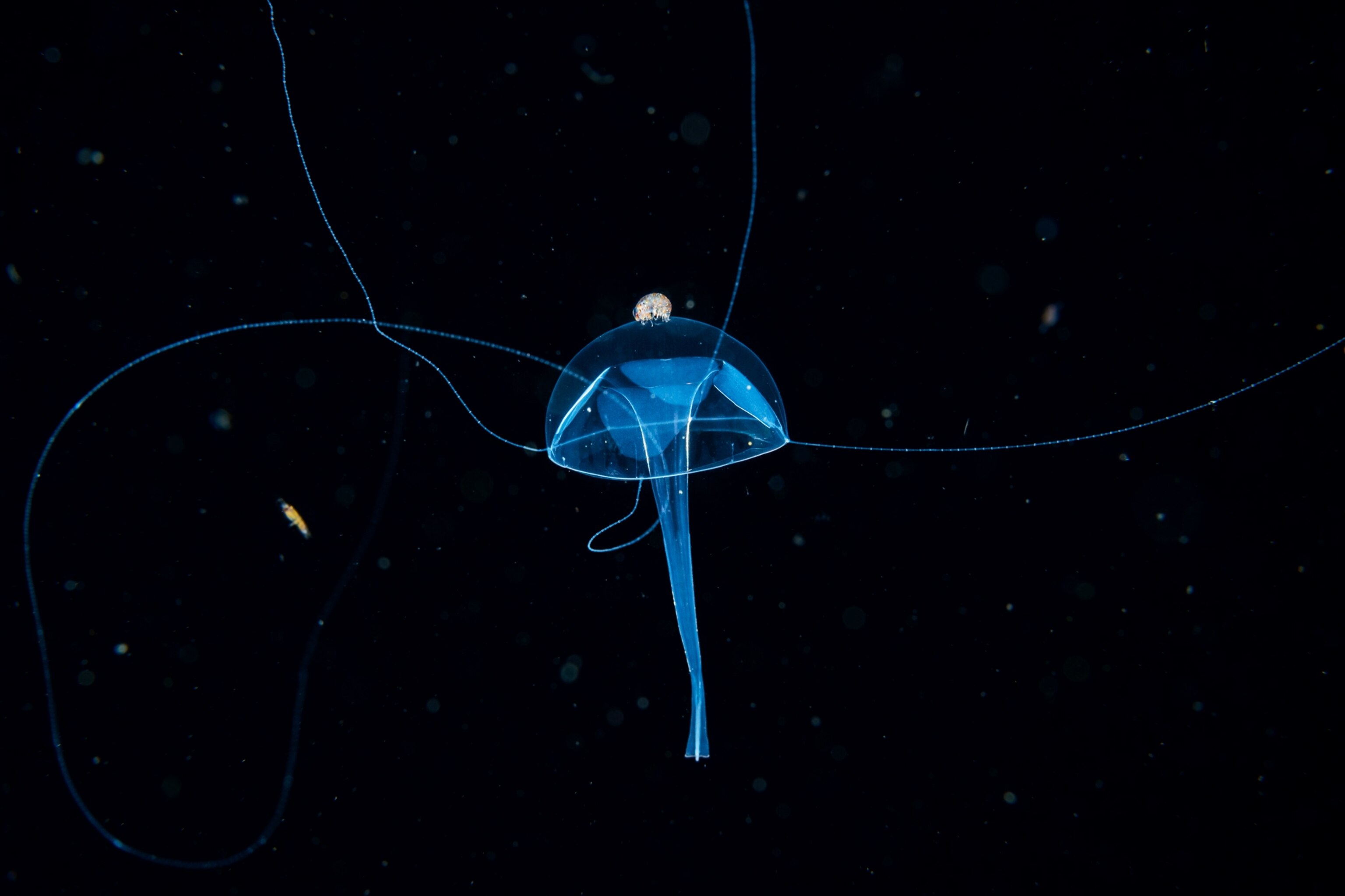 Meet the creatures of the deep, dark sea