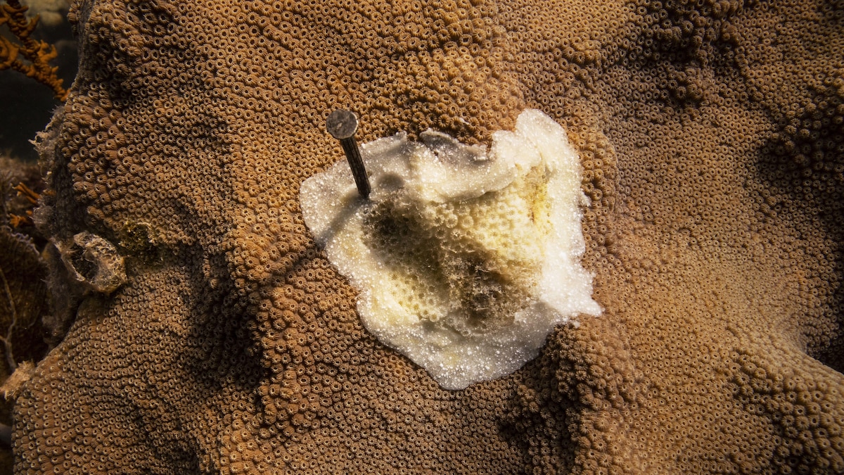 A deadly disease is wiping out coral in Florida and the Caribbean ...