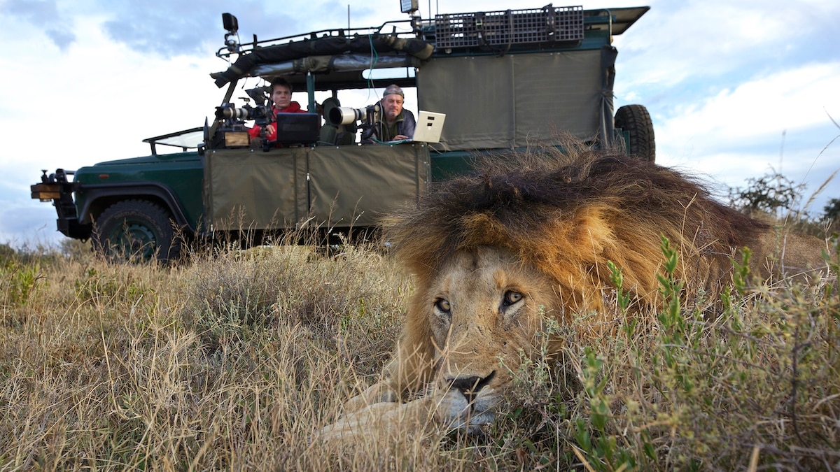 How to Take Stunning Lion Photos | National Geographic