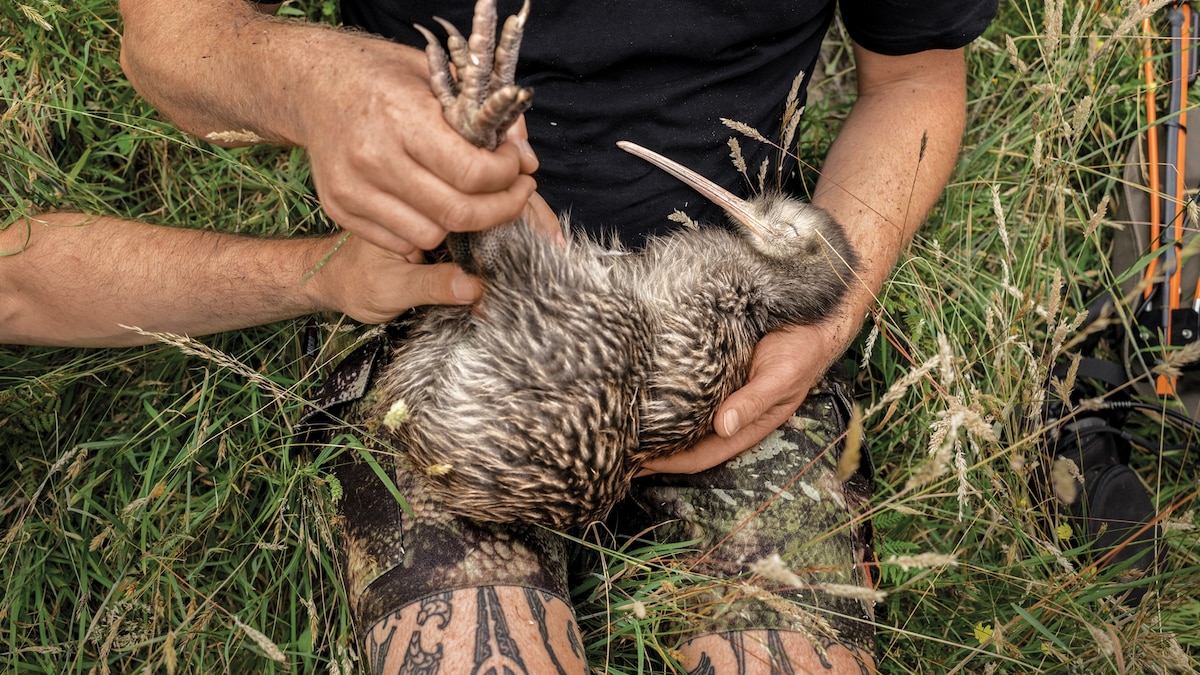 New Zealand wants to kill millions of invasive predators to save these ...