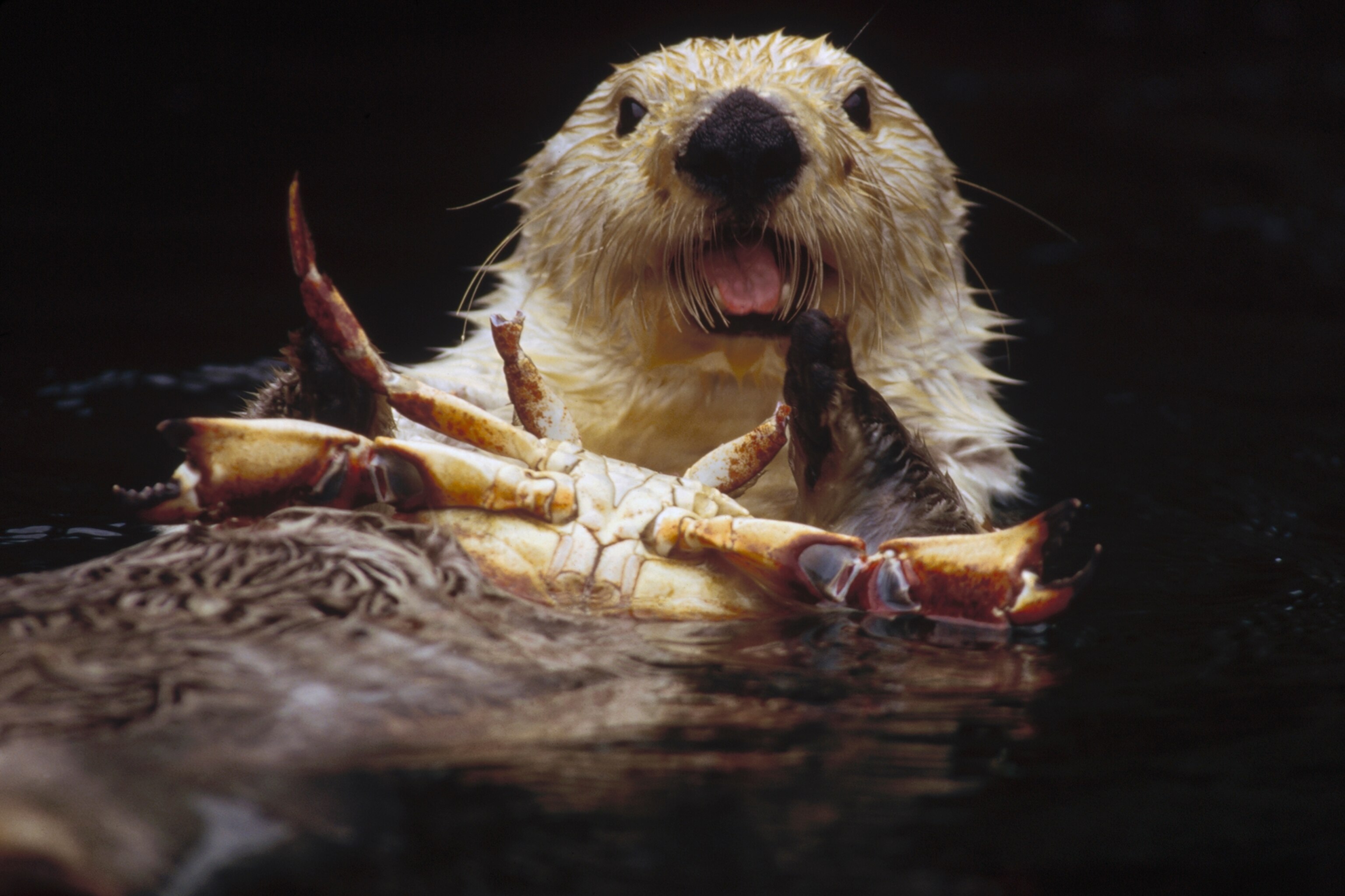 See What Sea Otters Do When No One's Looking
