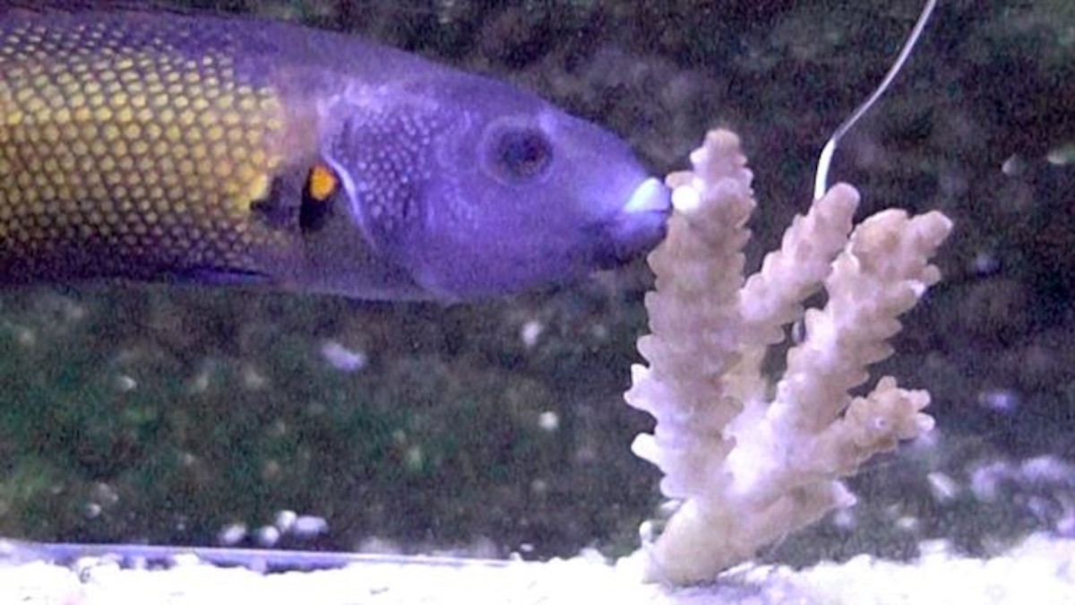 Why Slimy Fish Lips Are the Secret to Eating Stinging Coral | National ...