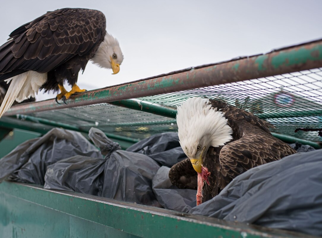 United States Eagle Nasa