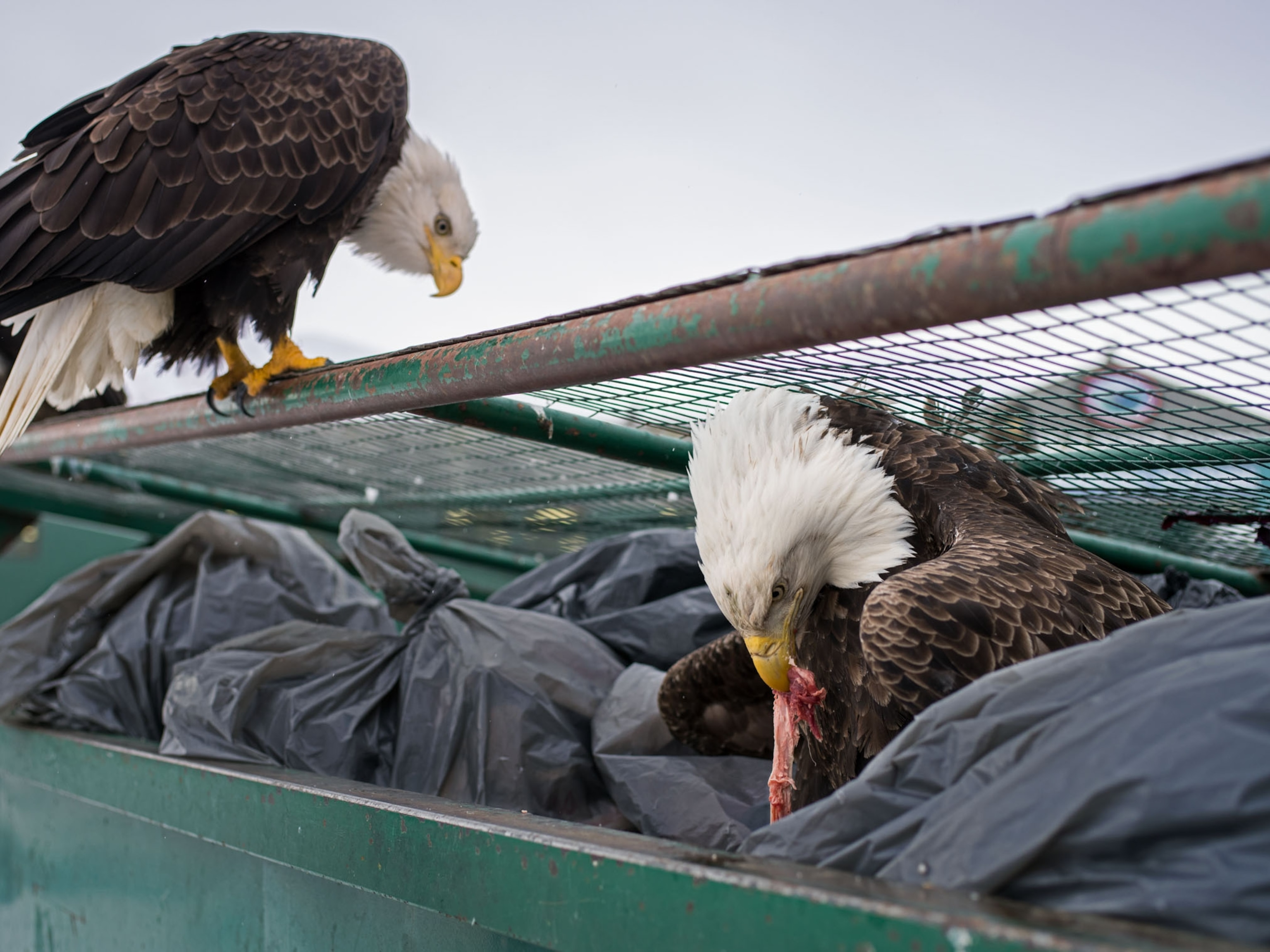 This Town Is Besieged by Violent Bald Eagles