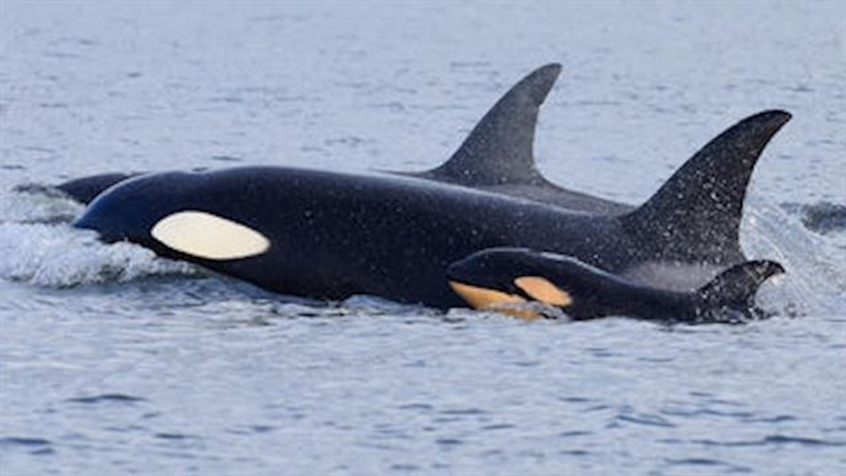 Orca Male and His Mother Kill Calf In Rare Infanticide Case | National ...