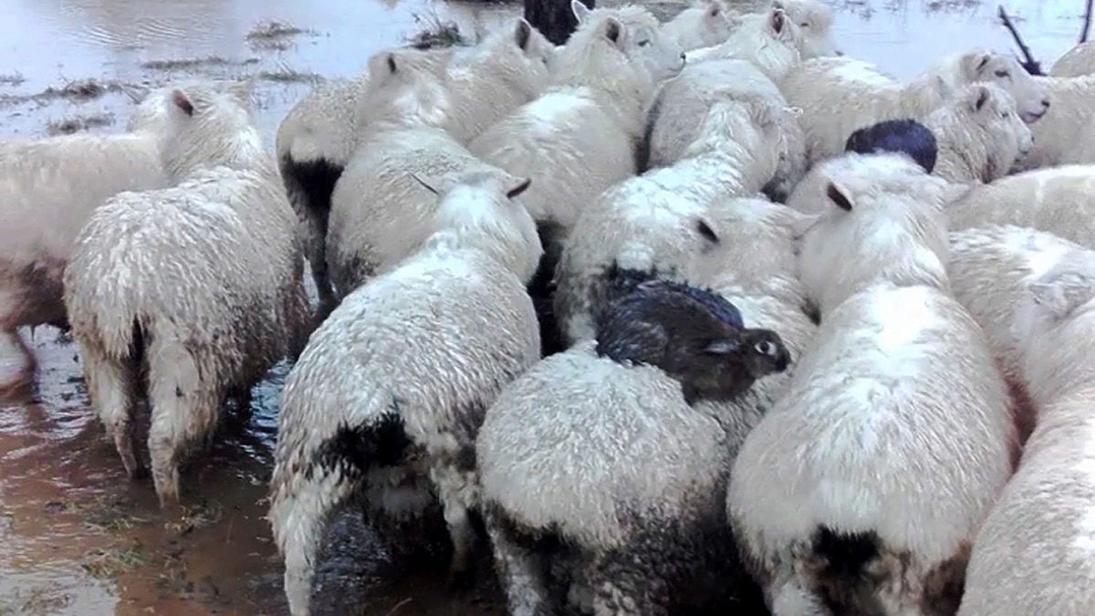 Wild Rabbits Ride Sheep to Escape Floods | National Geographic