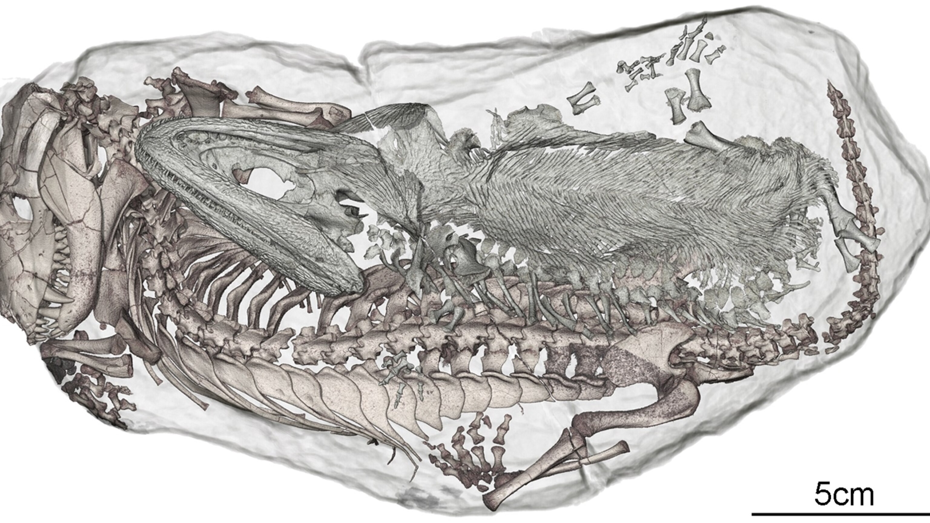 A Triassic Cuddle Set in Stone