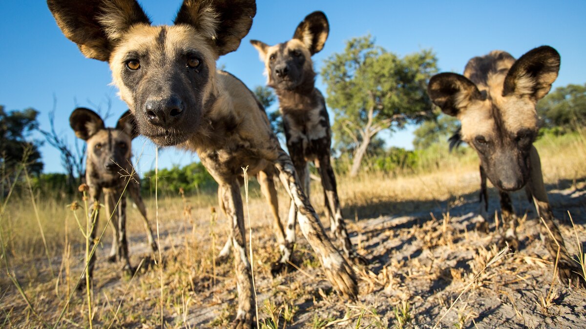 4 Ways Helping People Is Saving Rare Wildlife | National Geographic