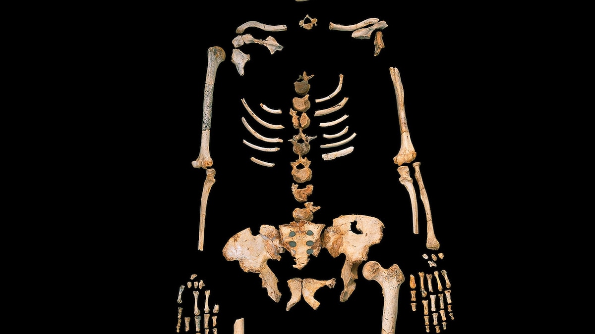 Discovery of Oldest DNA Scrambles Human Origins Picture | National ...