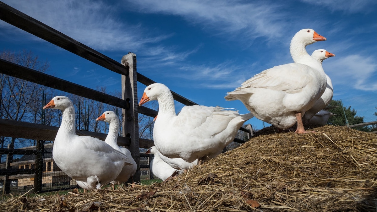 Is the Christmas Goose Making a Comeback? | National Geographic