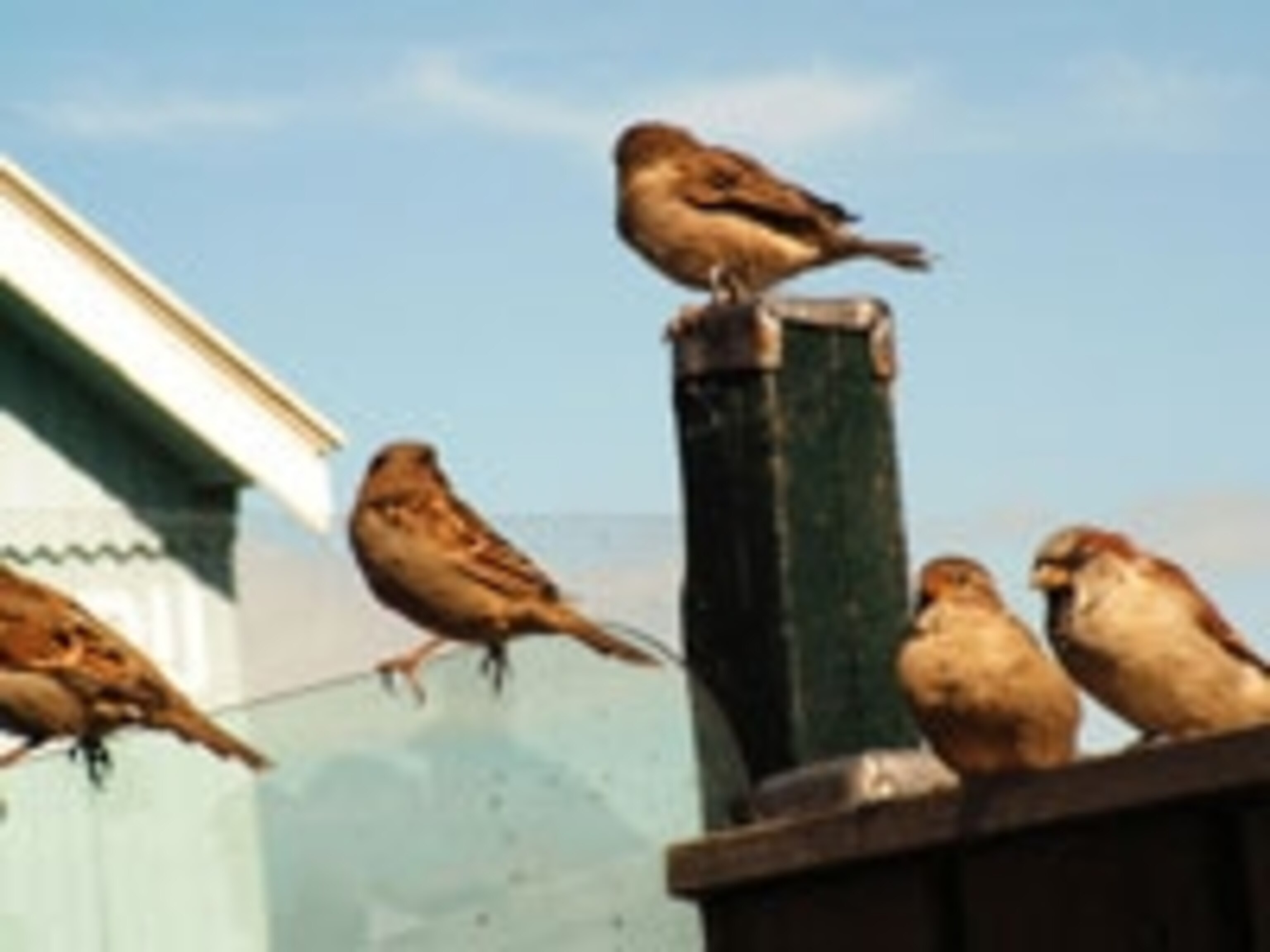 Sparrows solve problems more quickly in larger groups