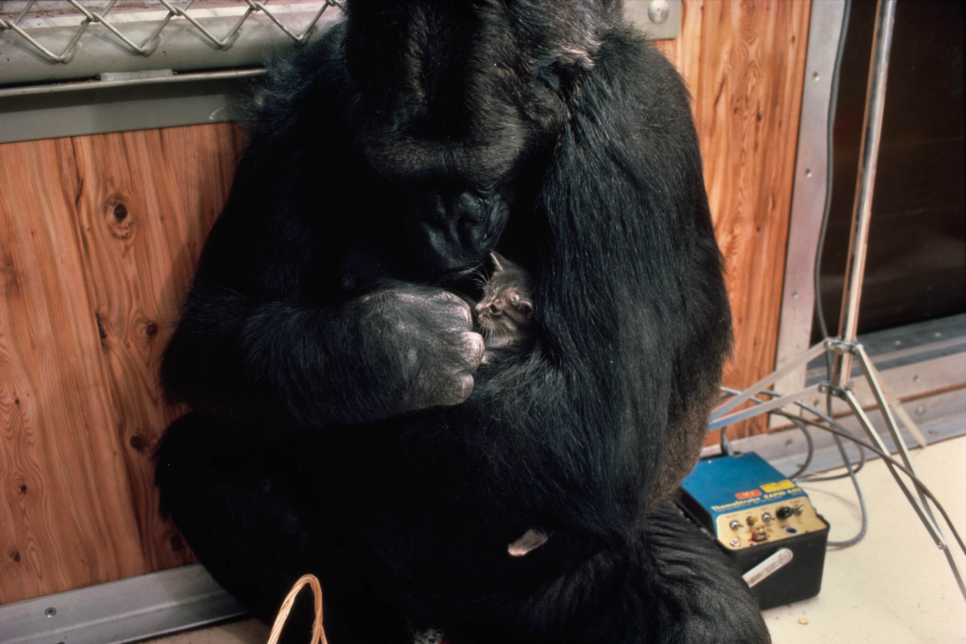 30 colorful photos from the Nat Geo archives that will catch your eye