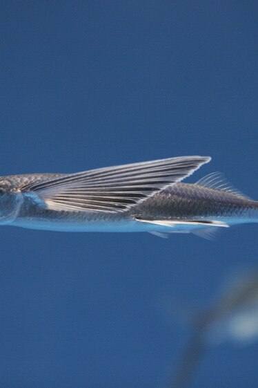 Flying Fish | National Geographic