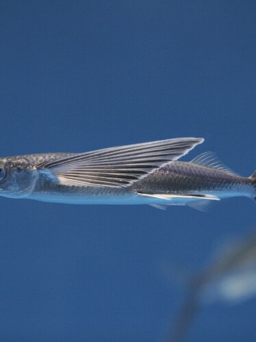 Flying Fish | National Geographic