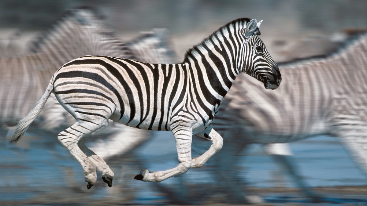 For Zebras on the Run, Stripes May Provide Protection | National Geographic
