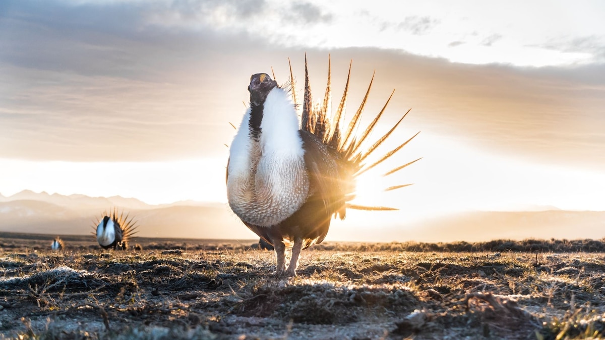The Sage Grouse: an awkward bird symbolizes the fight over America's ...