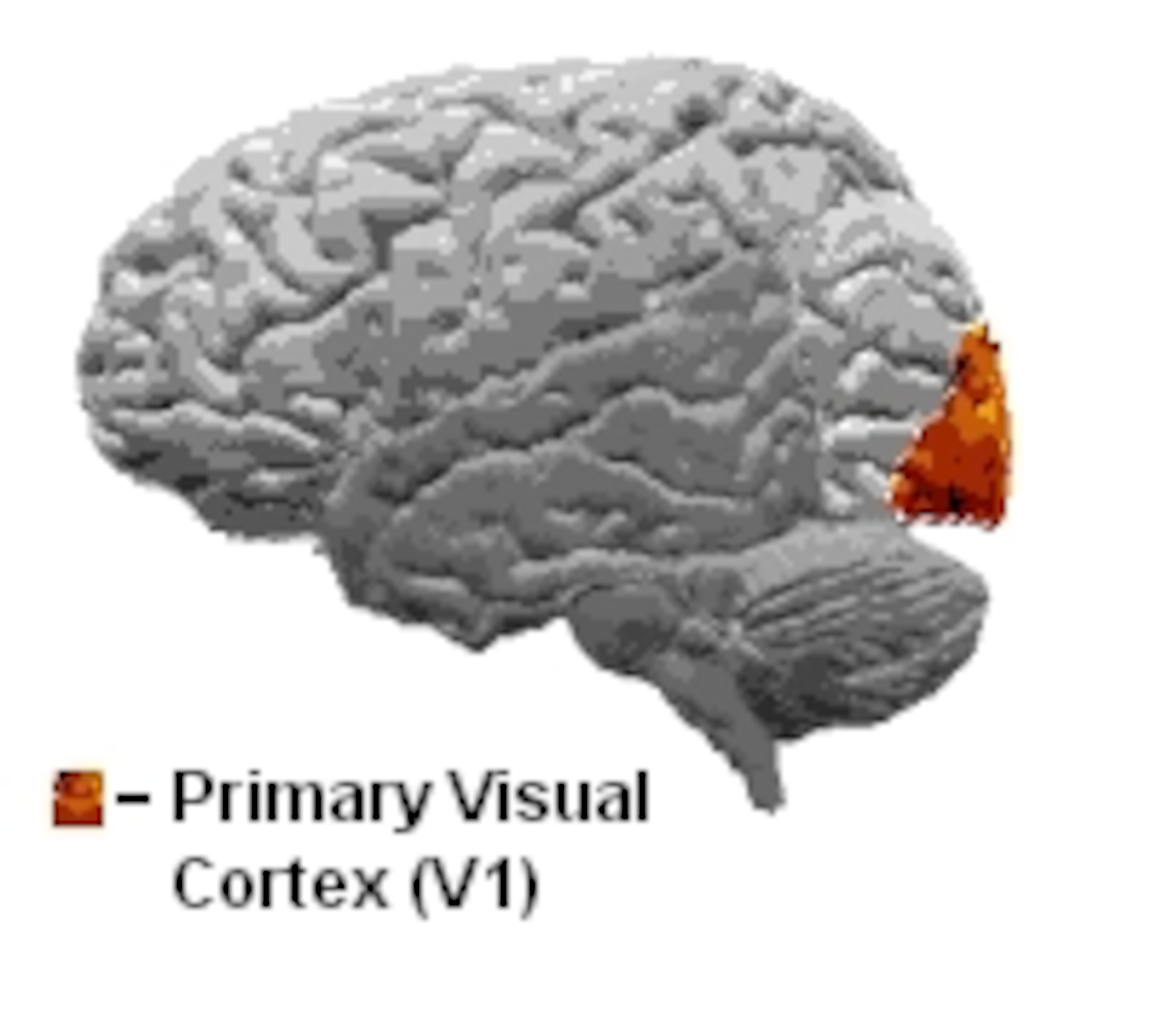 The machine that identifies images from brain activity alone | National ...