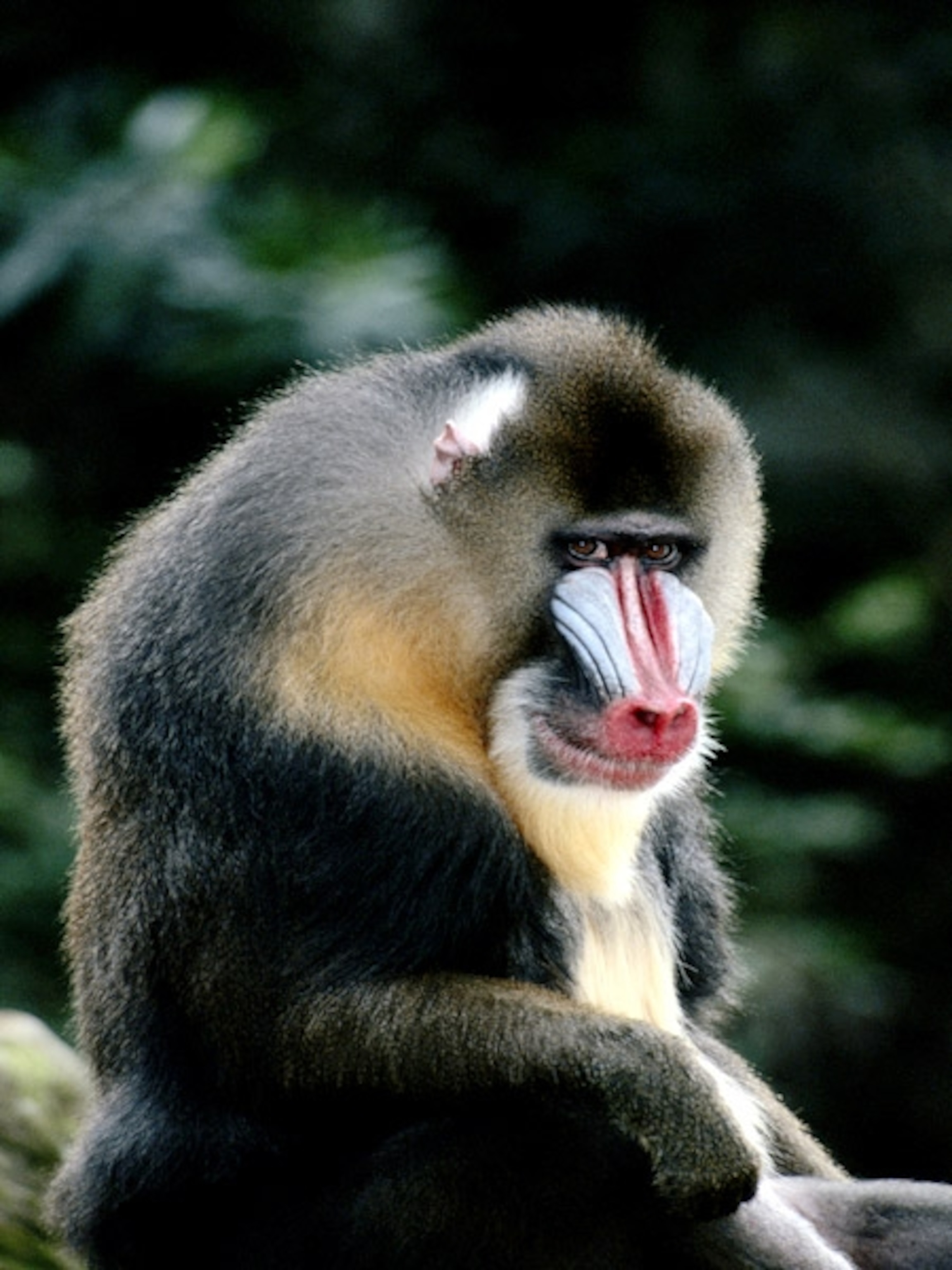 Monkey Pictures - Primate Wallpapers - National Geographic