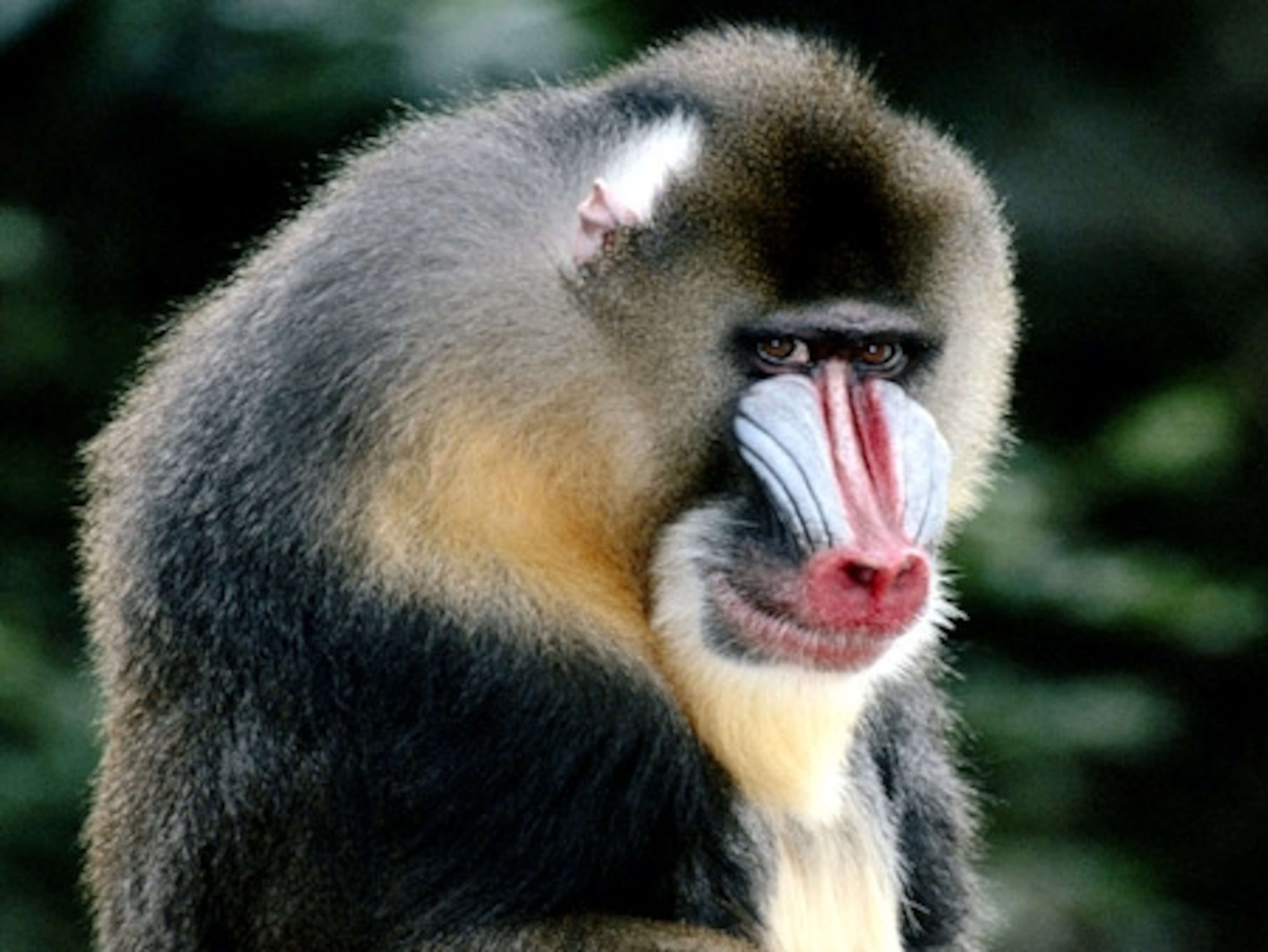 Hairless Chimpanzee National Geographic